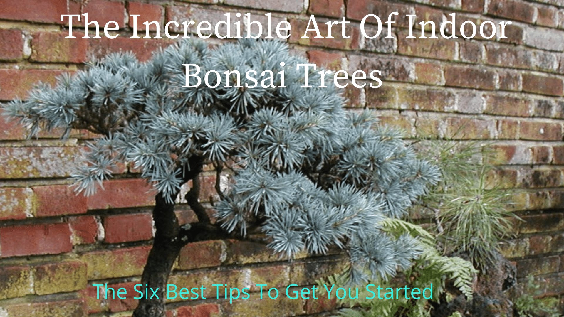 Indoor Bonsai And The Incredible Art It Is.