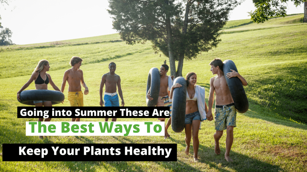 The Best Ways for Maintaining Healthy Plants Going into Summer