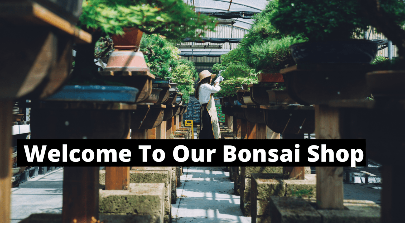Bonsai Bliss: Cannabis Magic. Unlocking The Power - DEANS QUALITY PLANTS