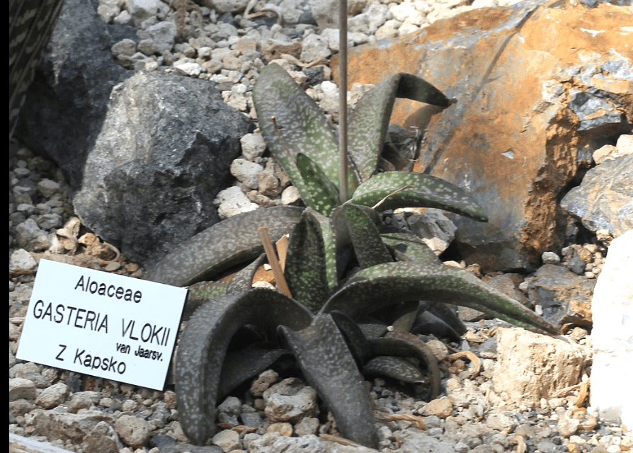 Succulents Are One Of The Coolest Houseplants You'll Ever See.