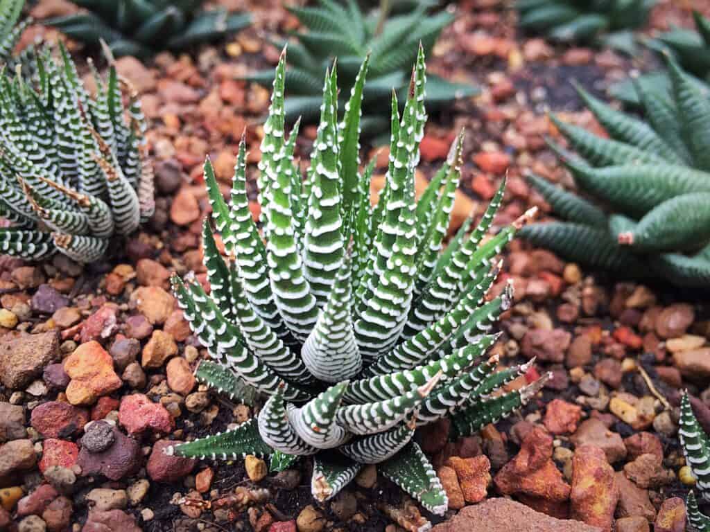 A Rainforest Terrarium With Cacti And Other Plants. Create One.