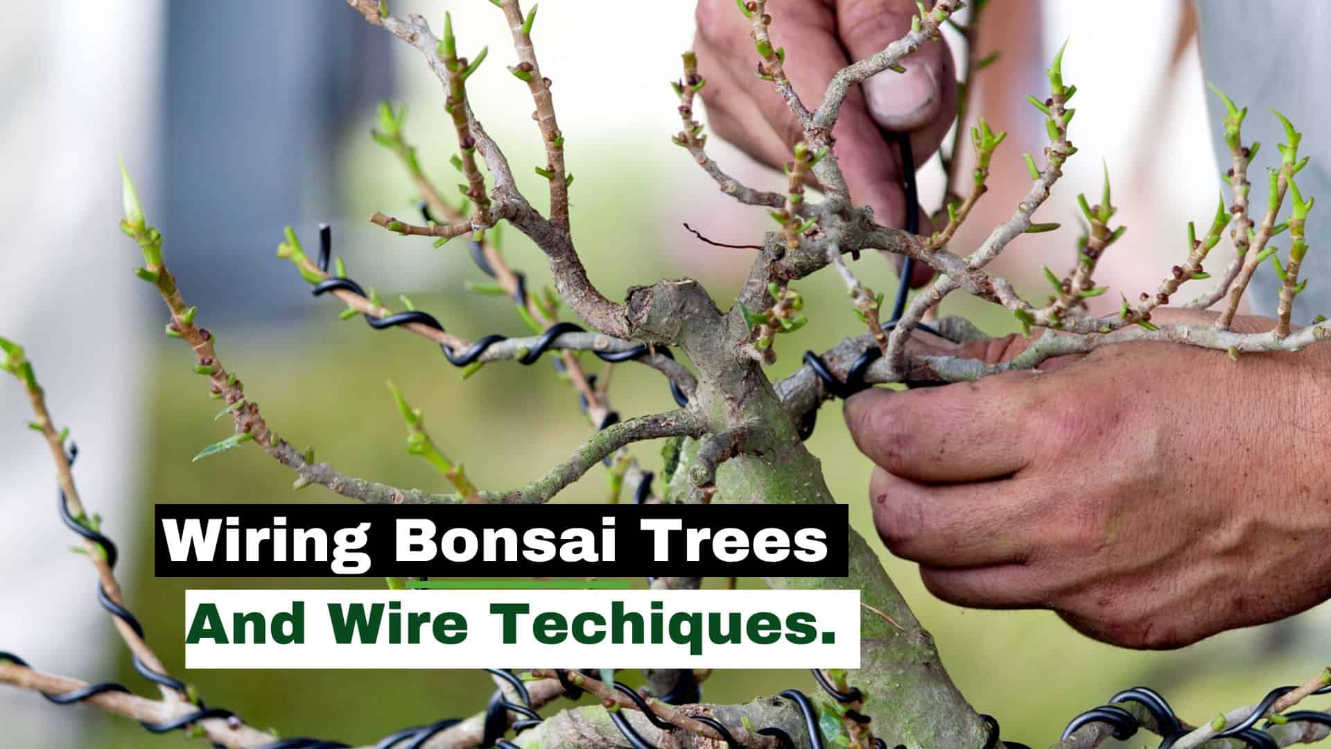 Wiring Bonsai Trees . Wire techniques. DEANS QUALITY PLANTS