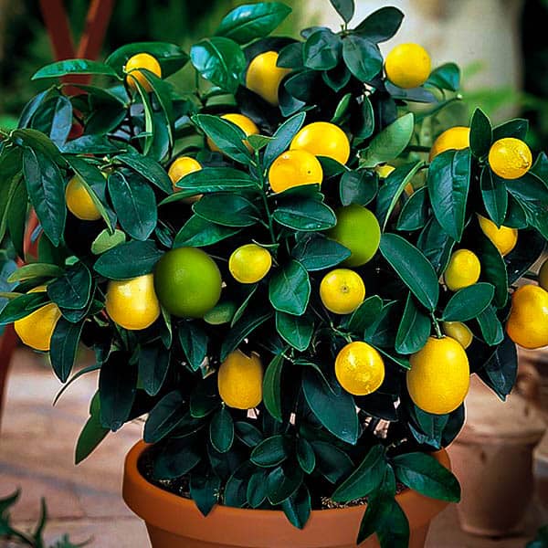 Improved Lemon Meyer Lemon Tree Review. Cleaver And Original