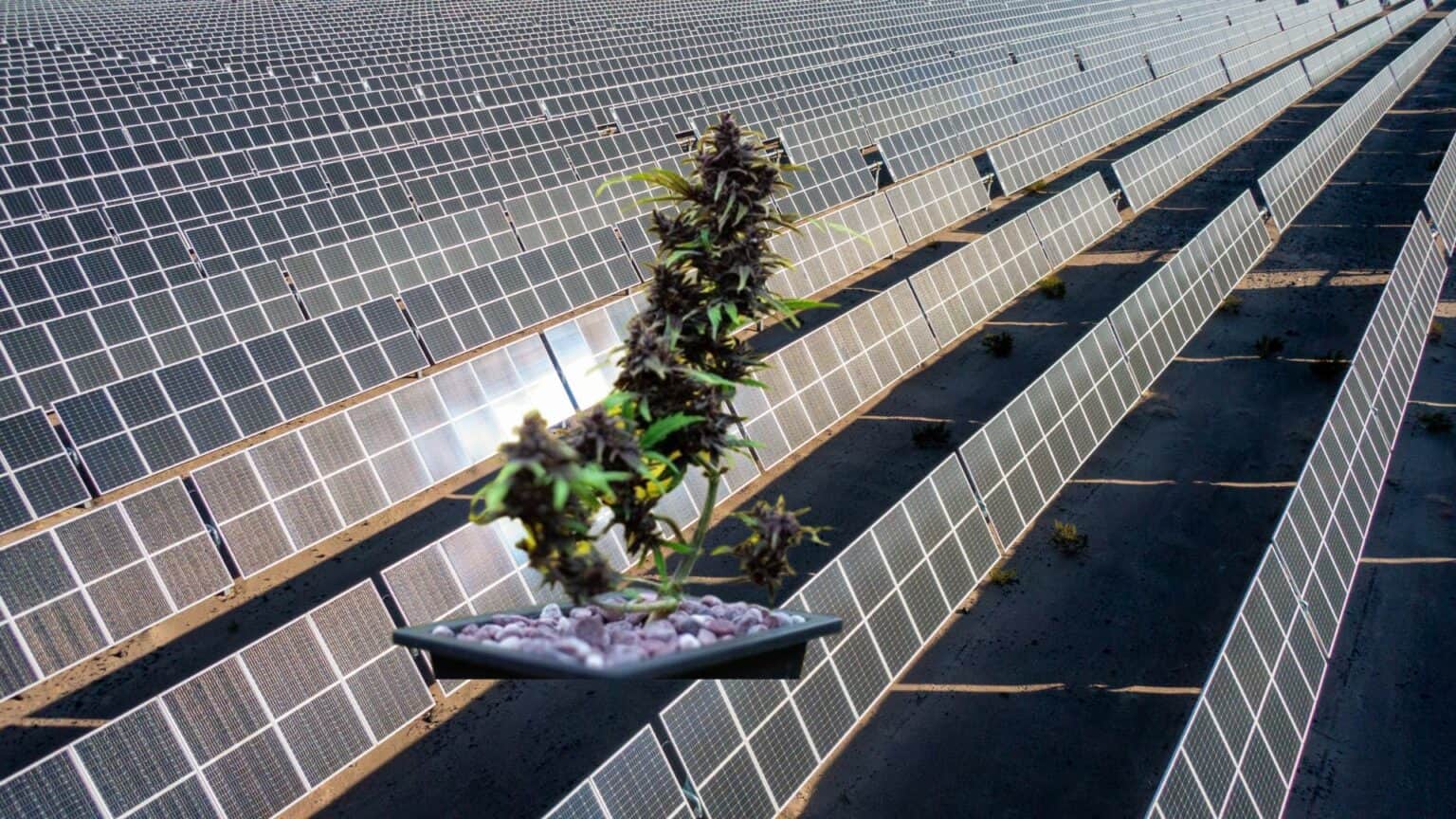 Bonsai Bliss: Cannabis Magic. Unlocking The Power - DEANS QUALITY PLANTS