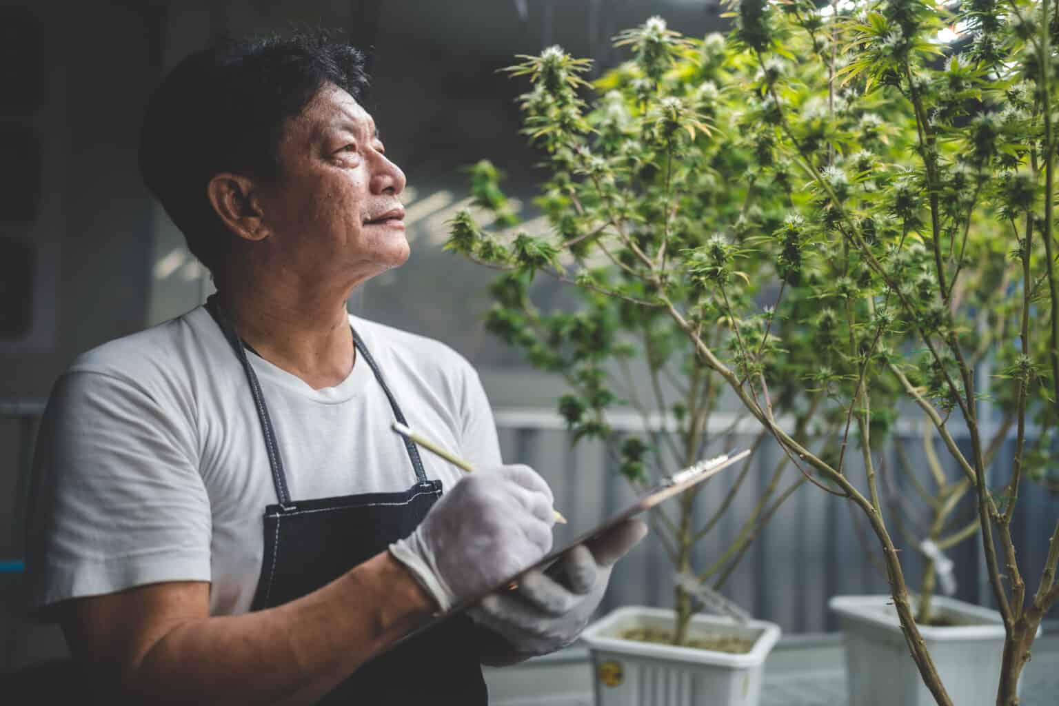 Bonsai Bliss: Cannabis Magic. Unlocking The Power - DEANS QUALITY PLANTS