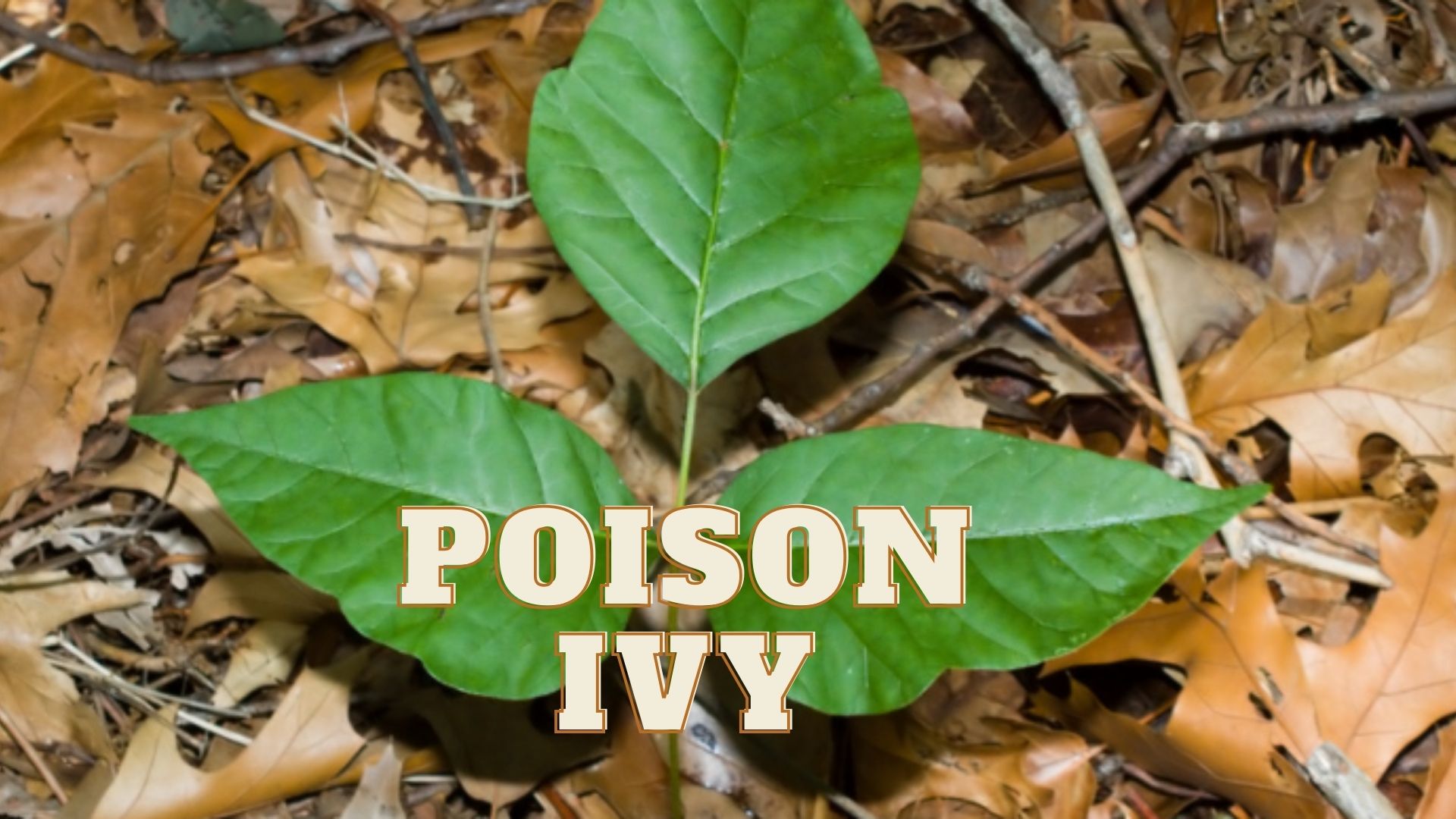 Poison Ivy A Journey of Discovery: Digging Up the Dirt on the Plant