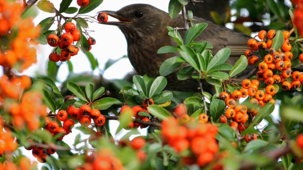 Do Birds Cause Damage To Your Outdoor Plants And Trees?