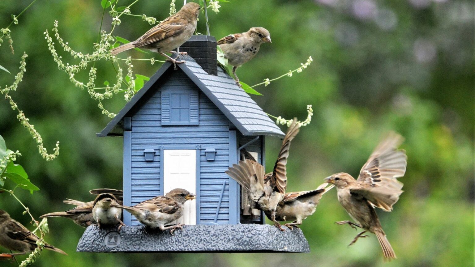 Do Birds Cause Damage To Your Outdoor Plants And Trees?