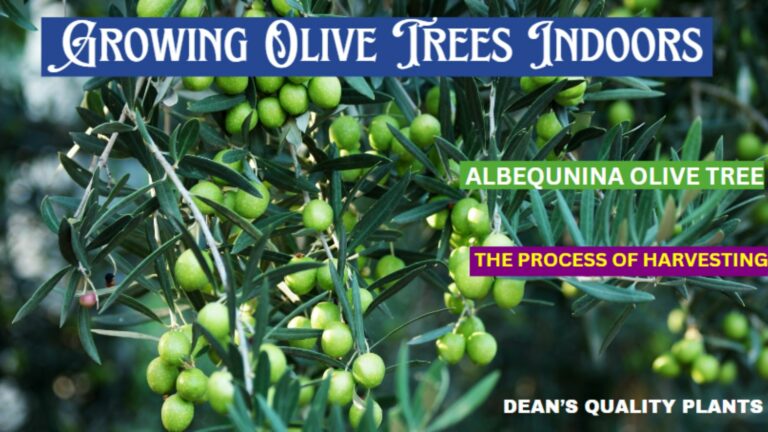 Growing Olive Trees Indoors - DEANS QUALITY PLANTS