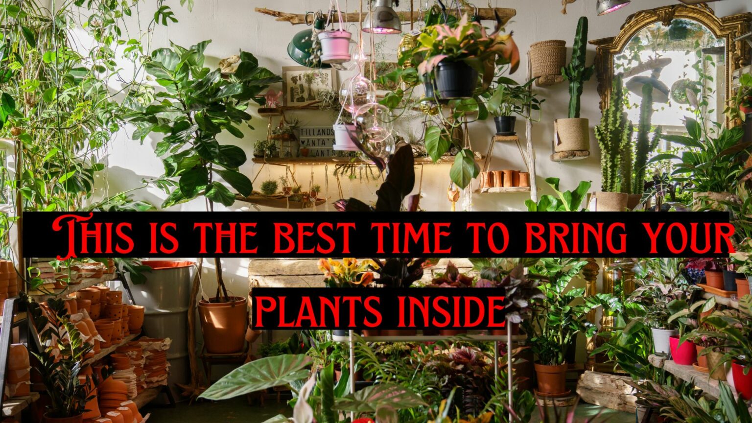 Dean's Quality Plants