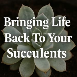 Bringing Life Back to Your Succulents: From Dying To Thriving